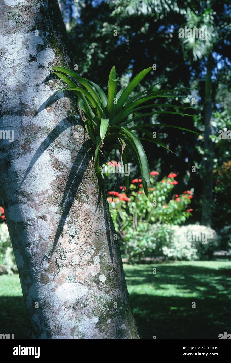 Epiphytic bromeliad plant on the trunk of a tree. An epiphyte is a ...