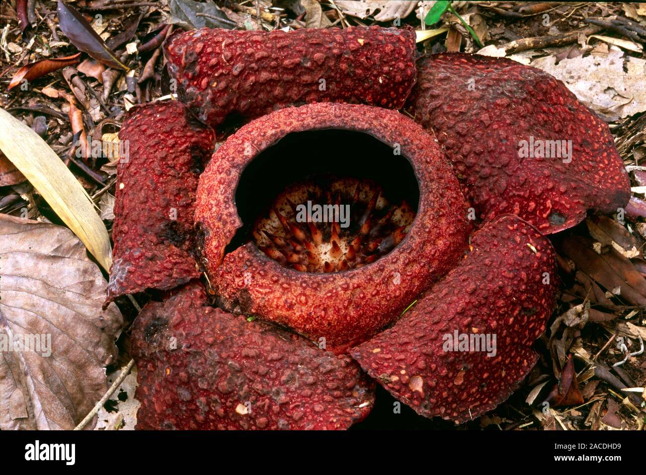 Rafflesia flower (Rafflesia sp.). This genus of parasitic plant has the ...
