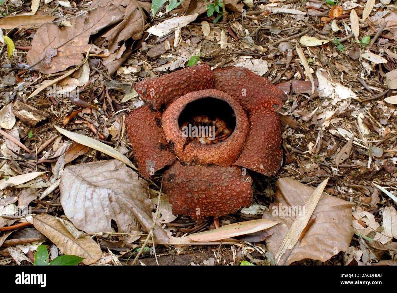 Rafflesia flower (Rafflesia sp.). This genus of parasitic plant has the ...