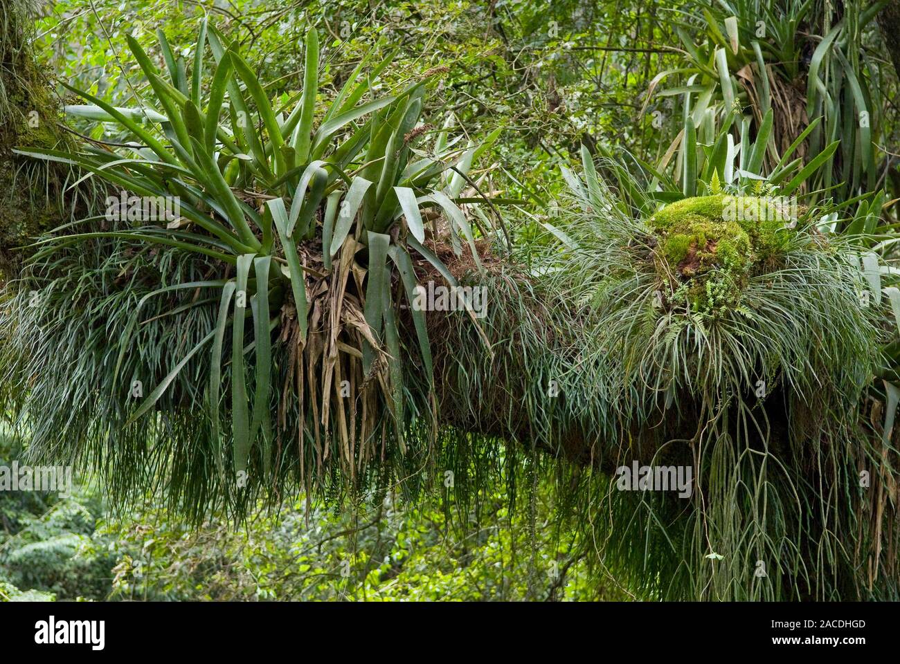 Epiphytic plants on a tree branch. Epiphytic plants are those that grow ...