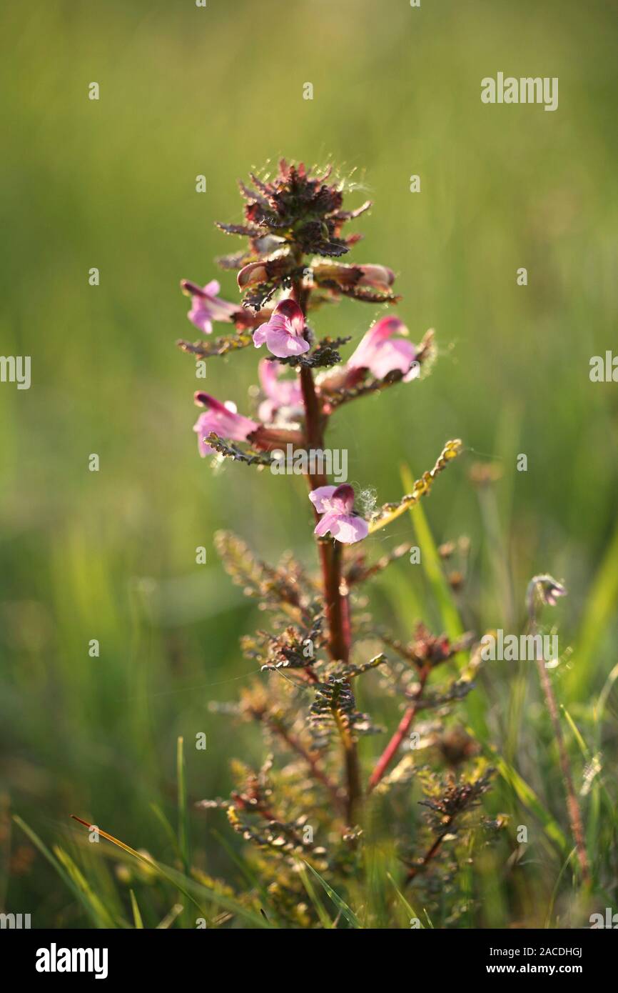 Lousewort flowers (Pedicularis petiolaris). This plant obtains ...