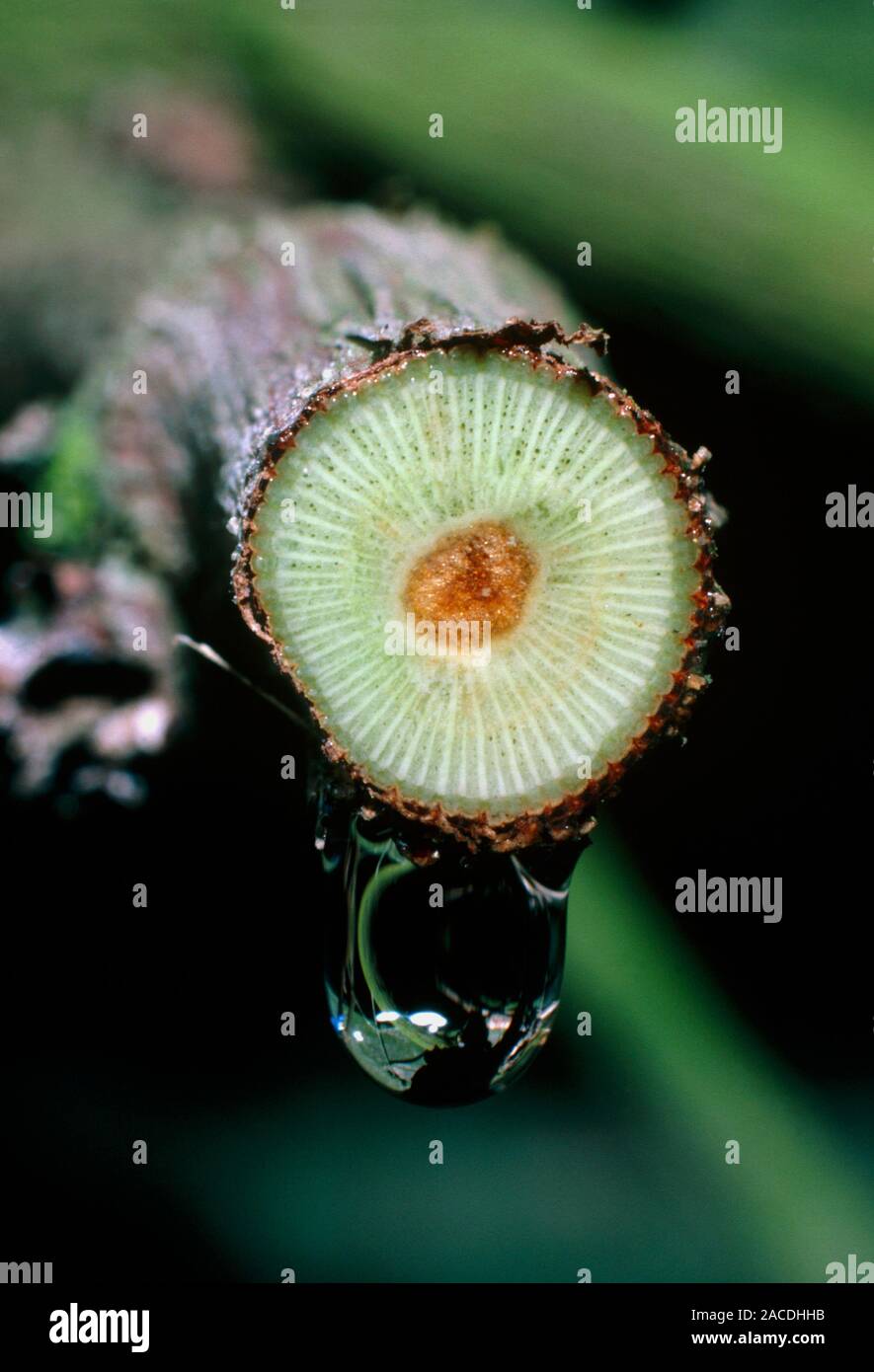 Macrophotograph of the stem of a grape vine Vitis vinifera, cultivar ...