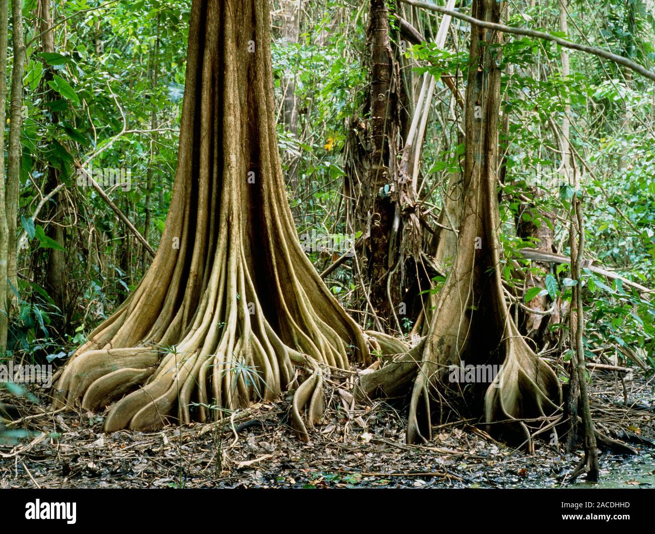 Buttress roots on an unidentified tree in the Nariva freshwater swamp ...