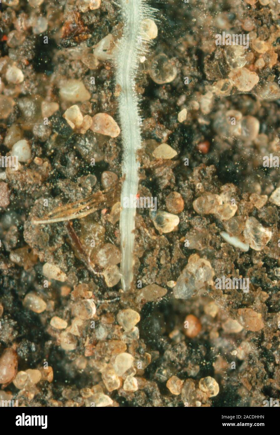 Radish root. Macrophotograph of the tap root of a young radish plant ...