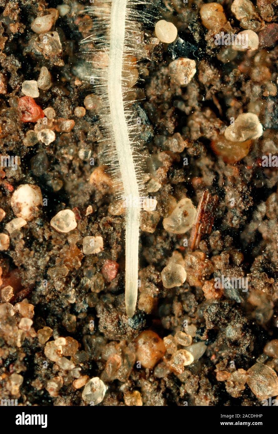 Radish root. Macrophotograph of the tap root of a young radish plant ...