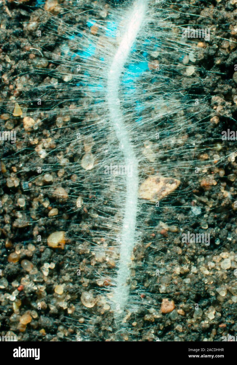 Radish root. Macrophotograph of the tap root of a young radish plant ...