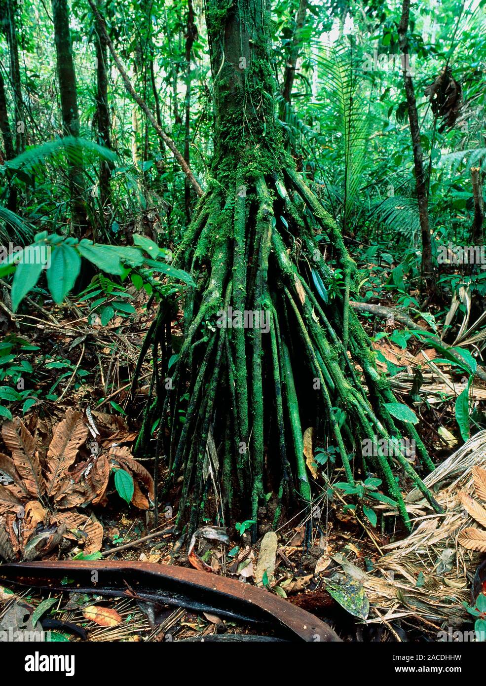 Stilt roots. The stilt roots of the palm, Iriartea deltoidia in the ...