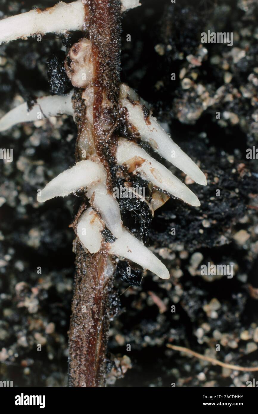 Root formation. Macrophotograph of spontaneous root formation on a ...