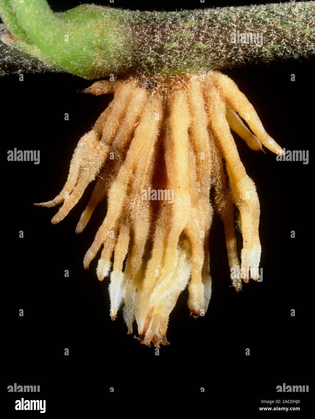 Ivy roots. View of the aerial roots of an ivy (Hedera sp. ) plant. Ivy ...