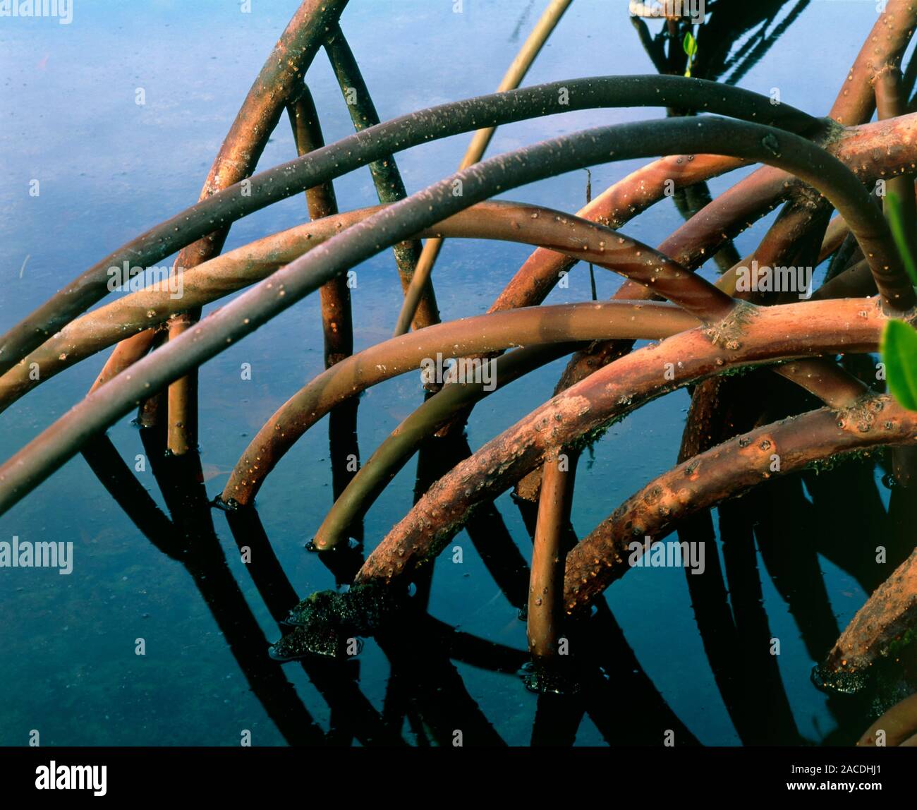 Mangrove roots. Close-up of the aerial roots of a mangrove plant ...