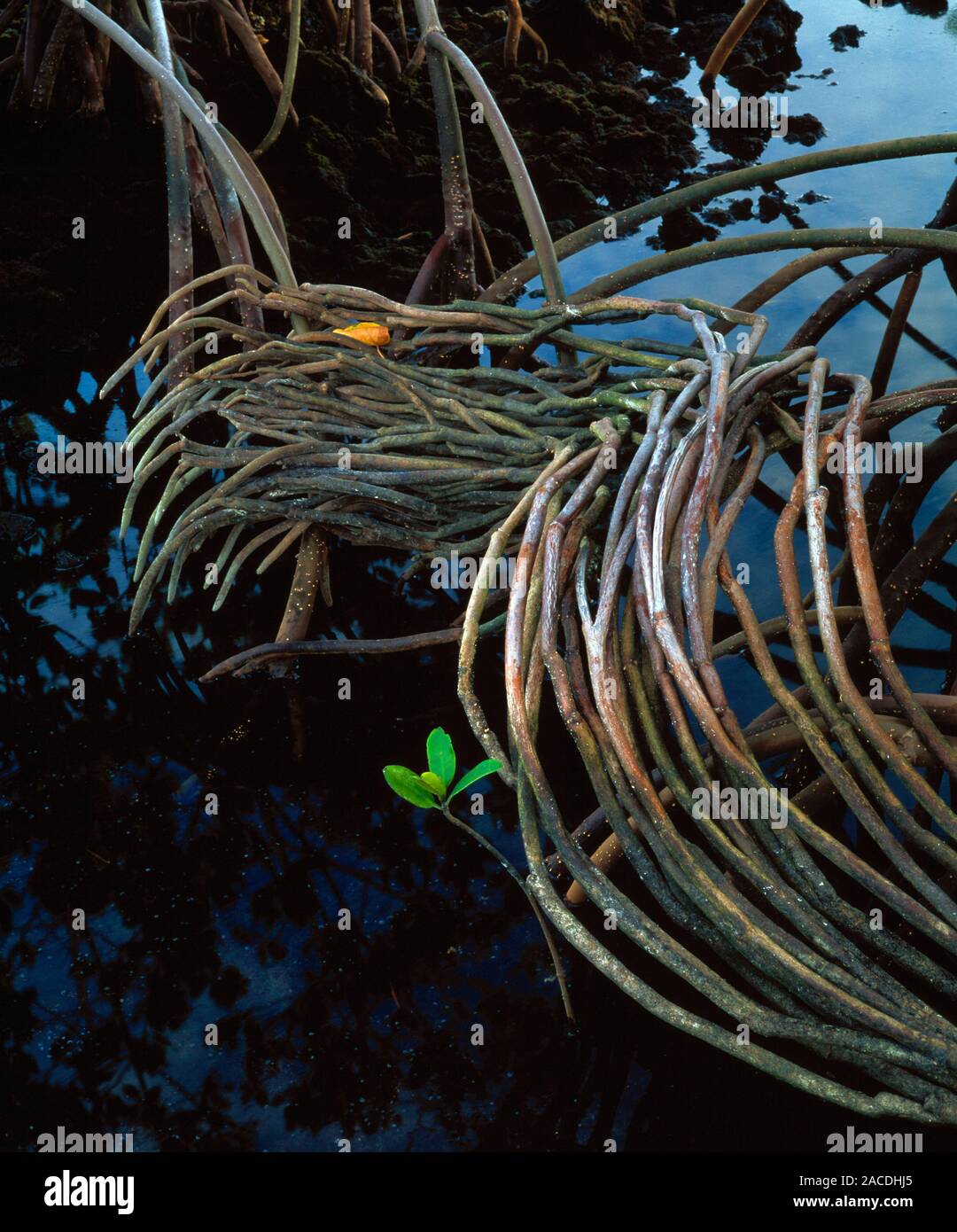 Mangrove roots. Aerial roots of a red mangrove tree (Rhizophora mangle ...