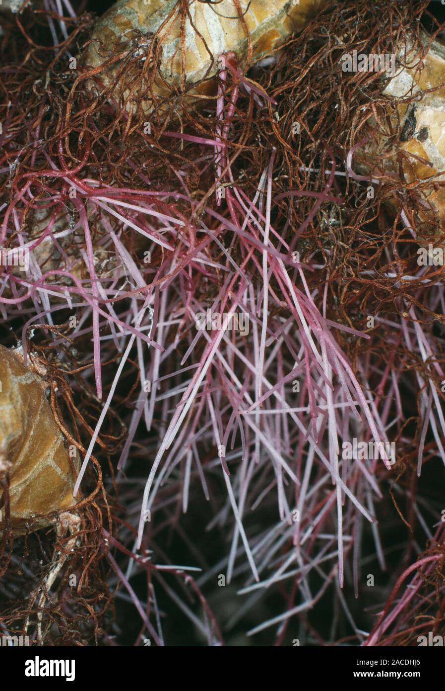 Aerial roots. This plant, Pachyphytum hookeri, is a succulent plant ...