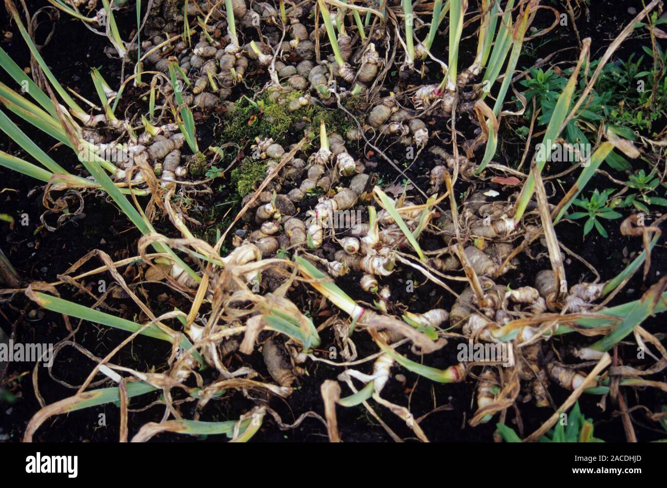Iris rhizomes (roots) showing overcrowding Stock Photo - Alamy