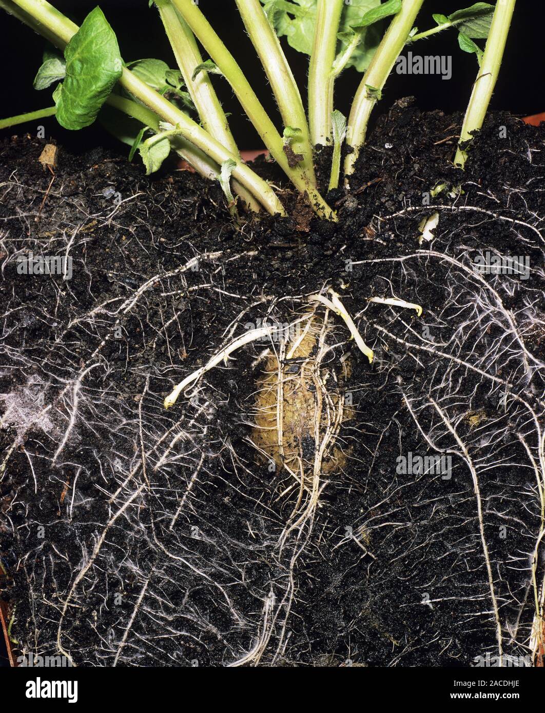 Potato roots. Cutaway view of the parts of a potato plant (Solanum ...