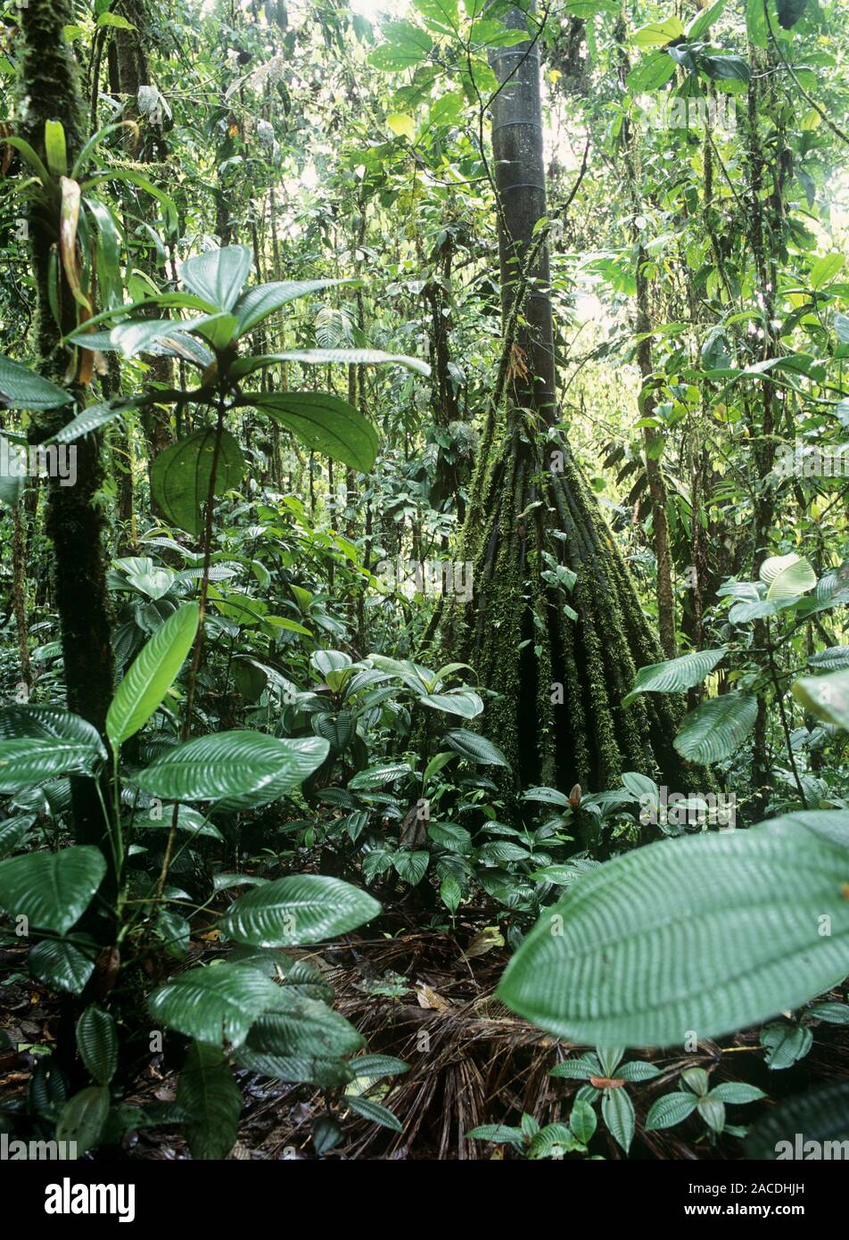 Prop roots of a palm tree (Iriartea sp.). Prop roots (also known as ...