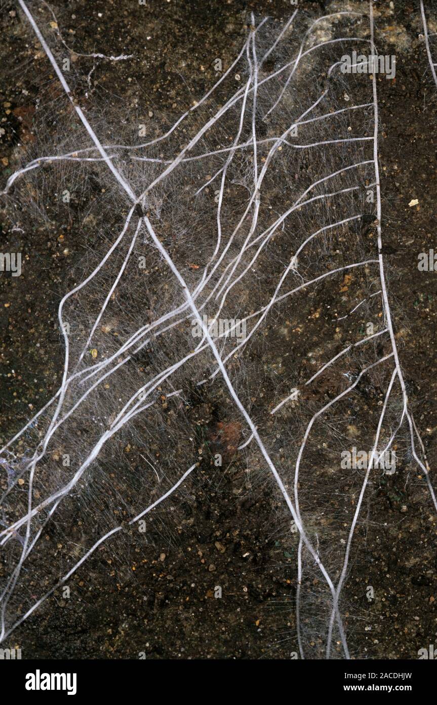 Plants roots. Branching patterns of plant roots Stock Photo - Alamy