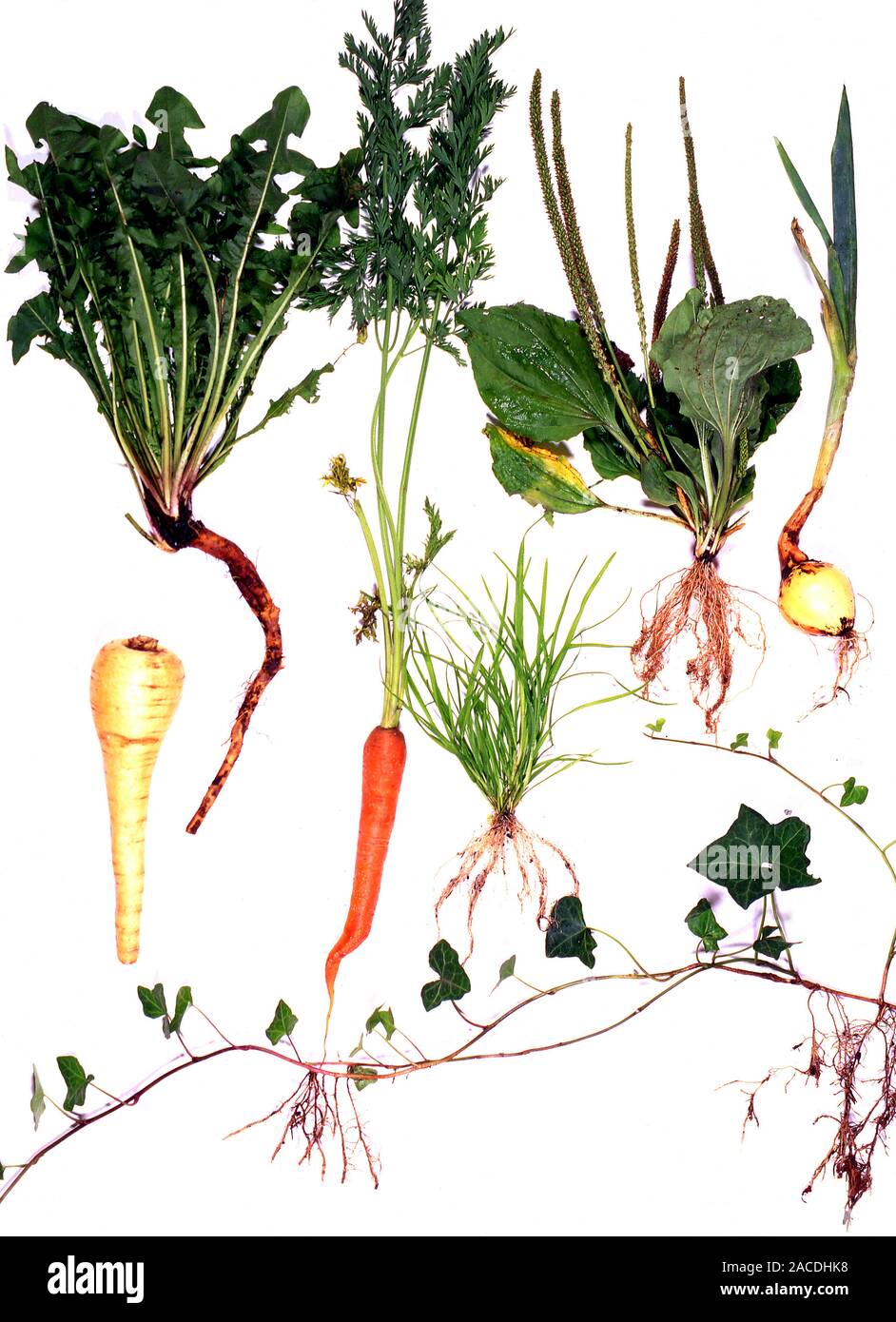 Root systems of various different plants. Ivy (Hedera helix), at bottom ...