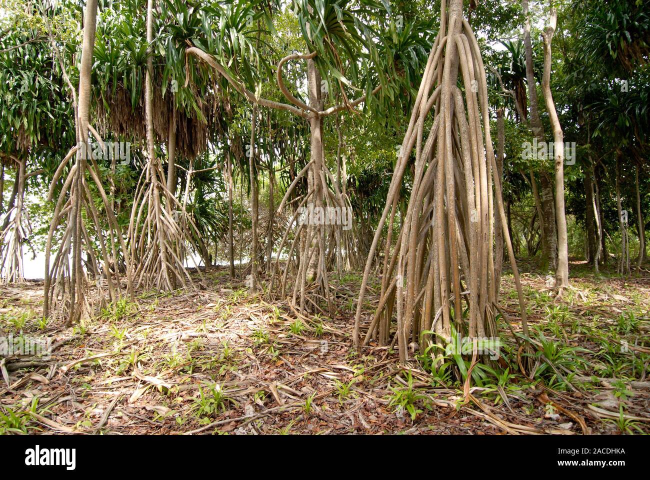 Stilt roots on tropical trees. Stilt roots grow from the trunk ...