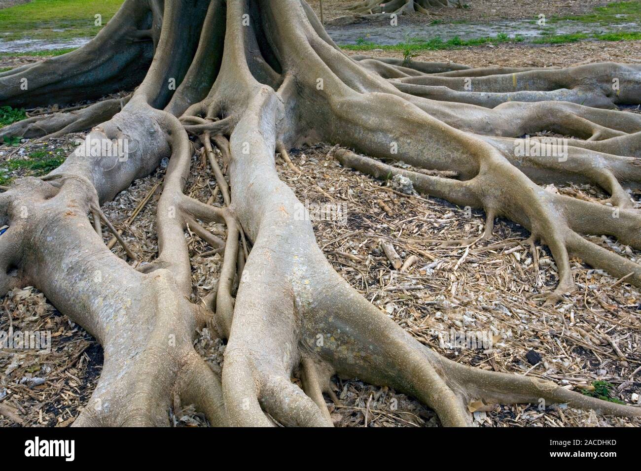 Fairchild's fig roots (Ficus subcordata). The roots of the fig tree ...
