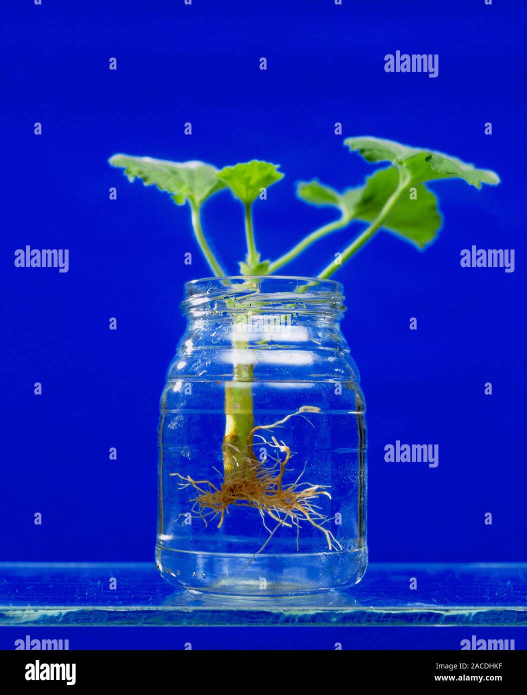 MODEL RELEASED. Plant cutting growing roots. Geranium (Geranium sp ...