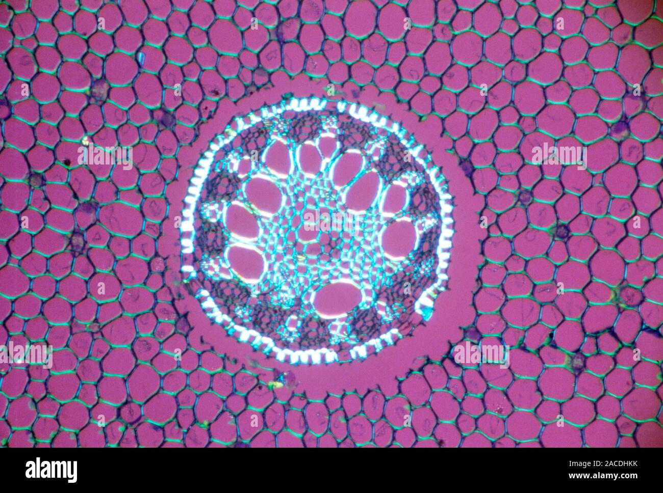 Polarised light micrograph of a transverse section through the root of ...