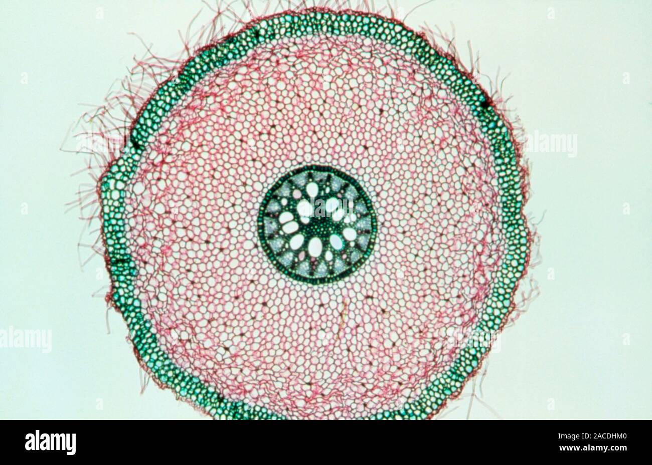 Light micrograph of a transverse section through the root of an Iris, a ...