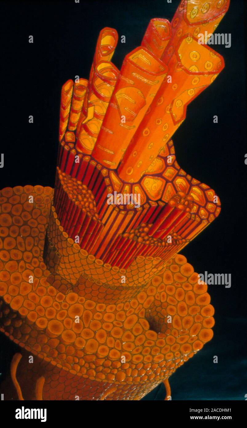 Illustration of the vascular system in a plant root. Cross-sections ...