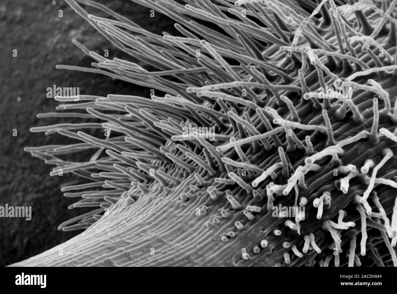 Root hairs. Scanning Electron Micrograph (SEM) of root hairs seen on a ...
