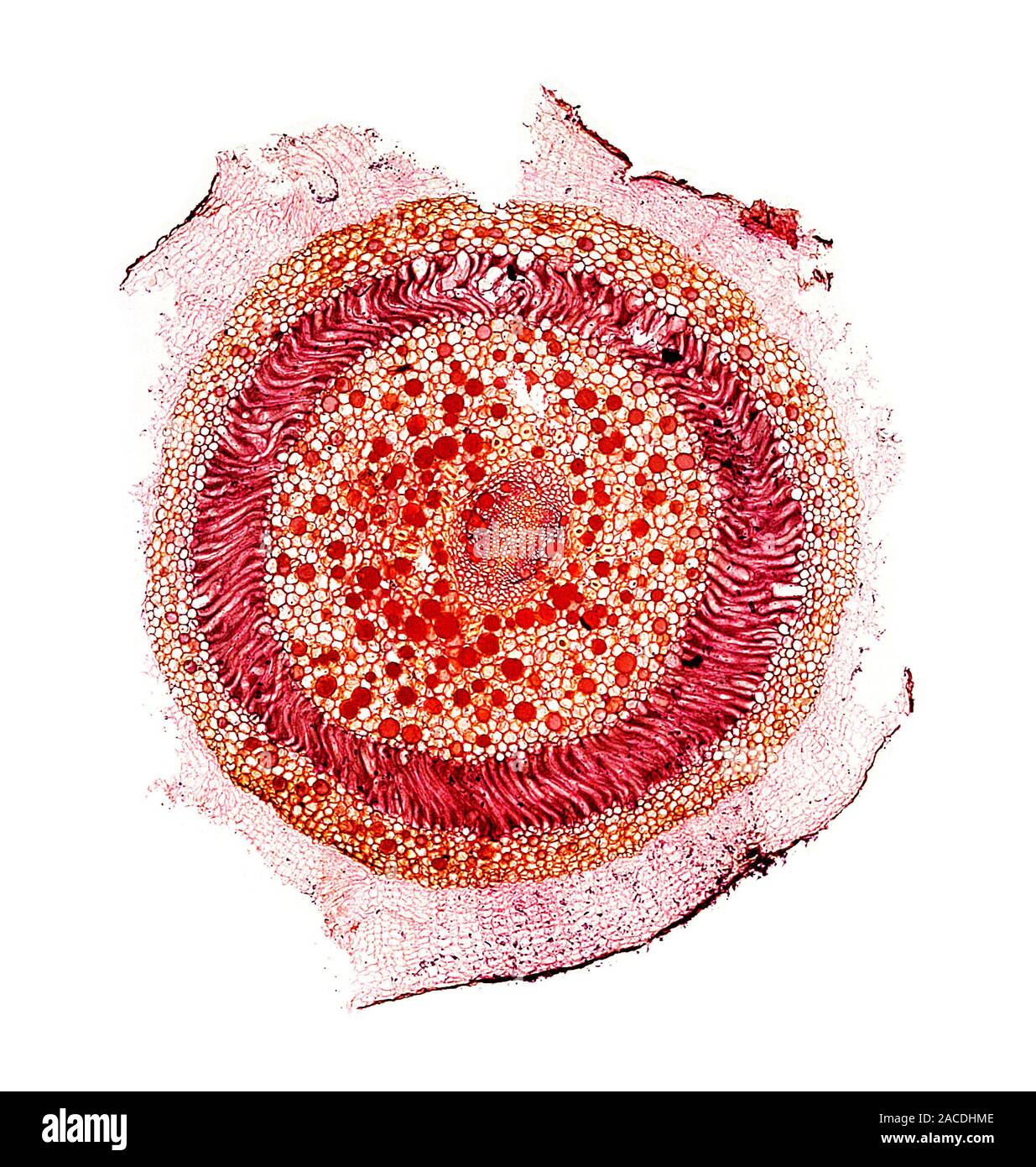 Sago palm root. Micrograph of a cross-section of the root of the sago ...