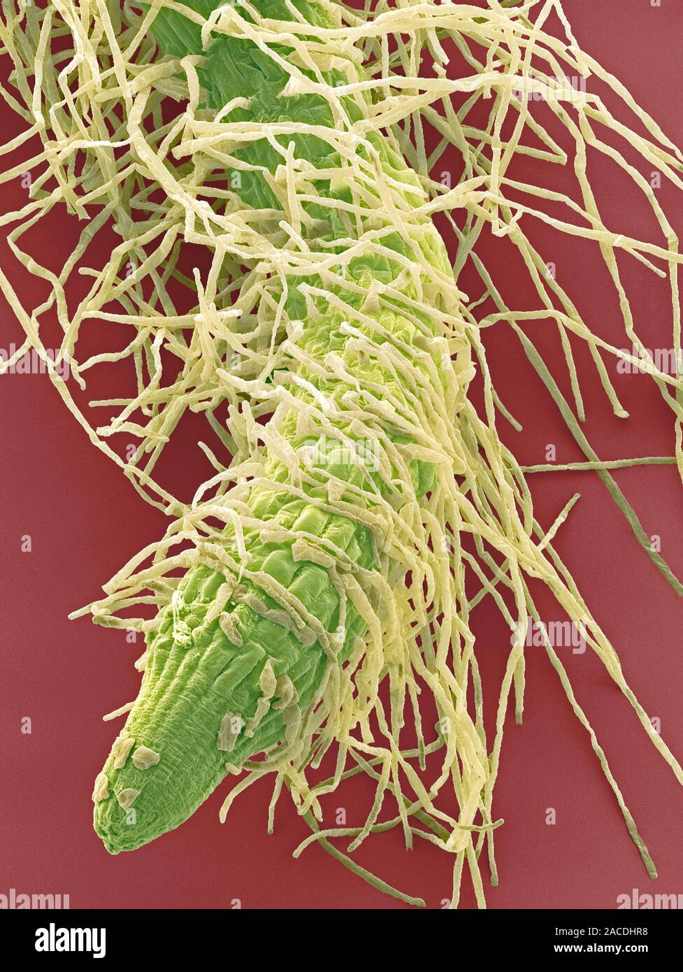 Root tip. Coloured scanning electron micrograph (SEM) of the root of a ...