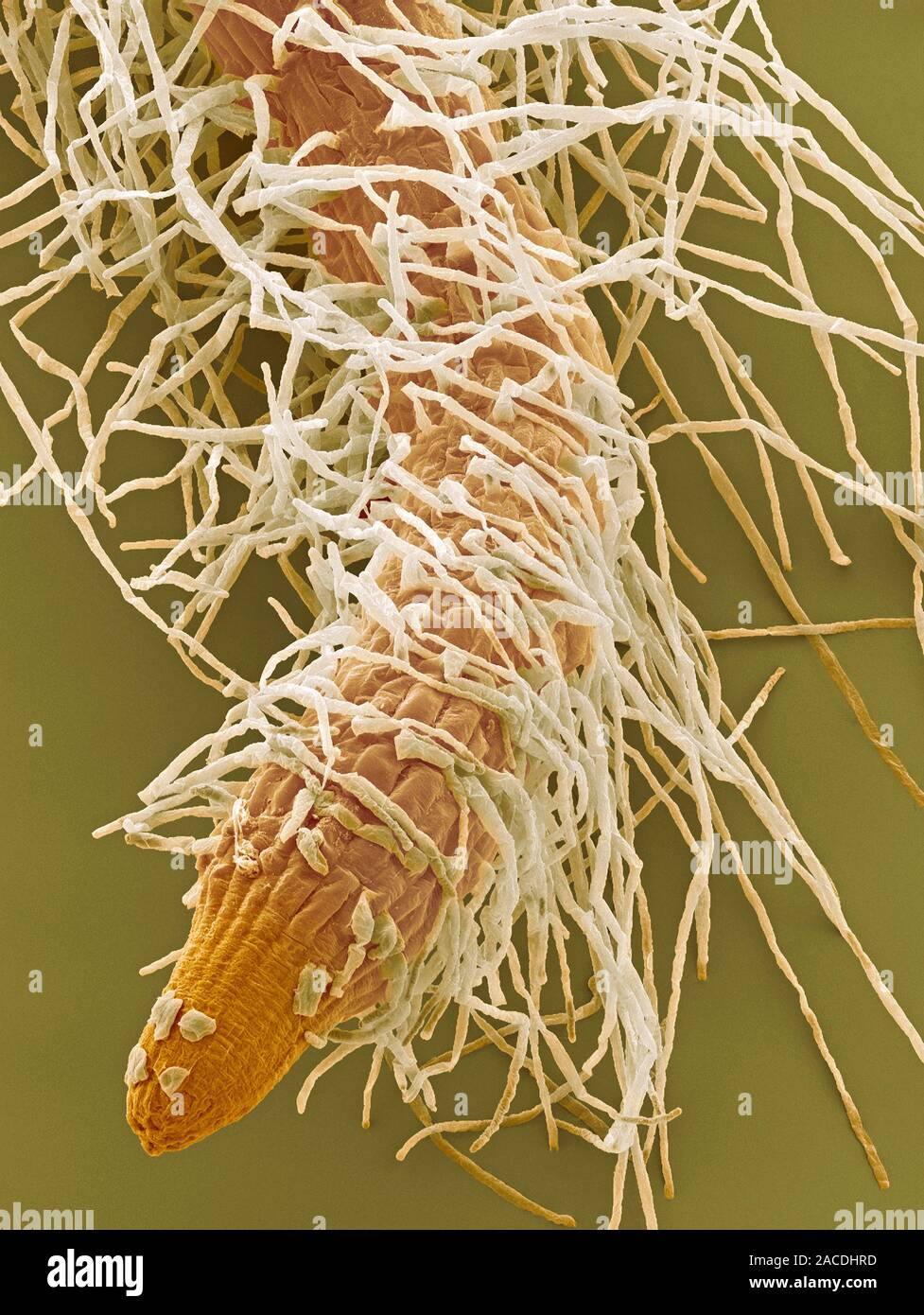 Root tip. Coloured scanning electron micrograph (SEM) of the root of a ...