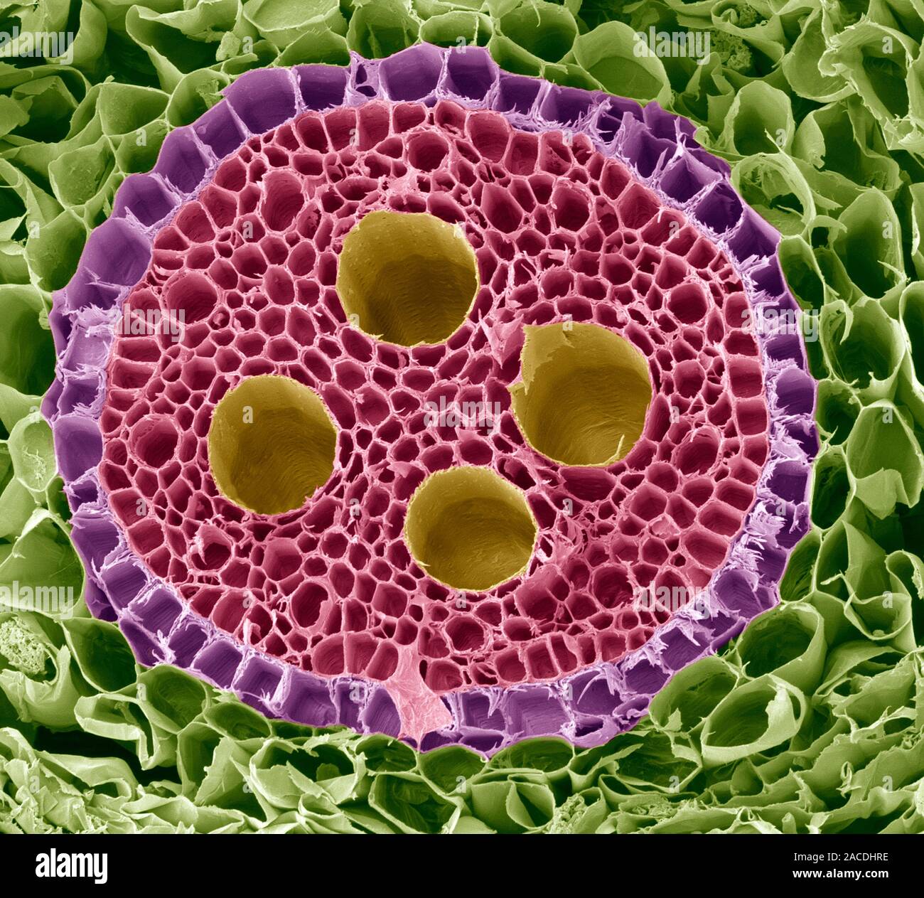 Vascular bundle. Coloured scanning electron micrograph (SEM) of a ...
