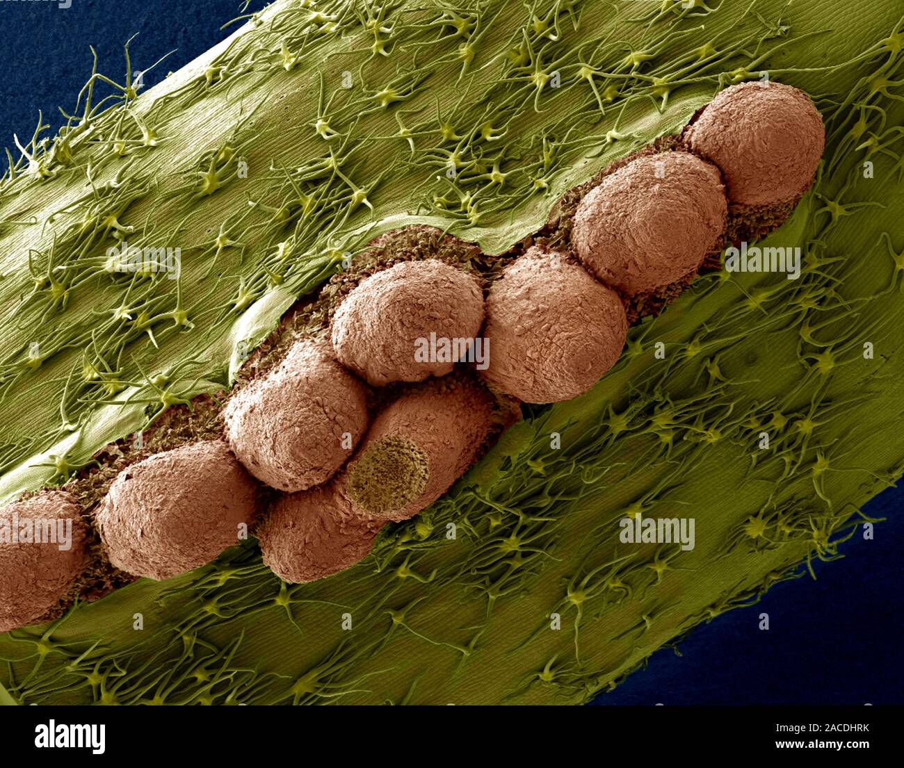Adventitious roots. Coloured scanning electron micrograph (SEM) of ...