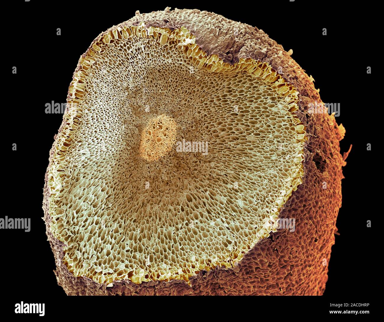 Root section. Coloured scanning electron micrograph (SEM) of a section ...