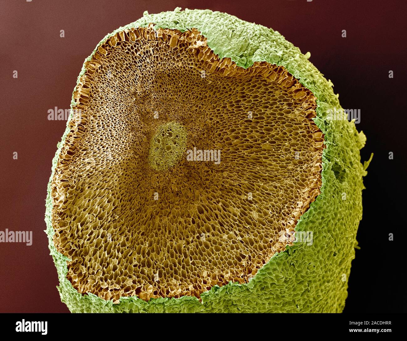 Root section. Coloured scanning electron micrograph (SEM) of a section ...