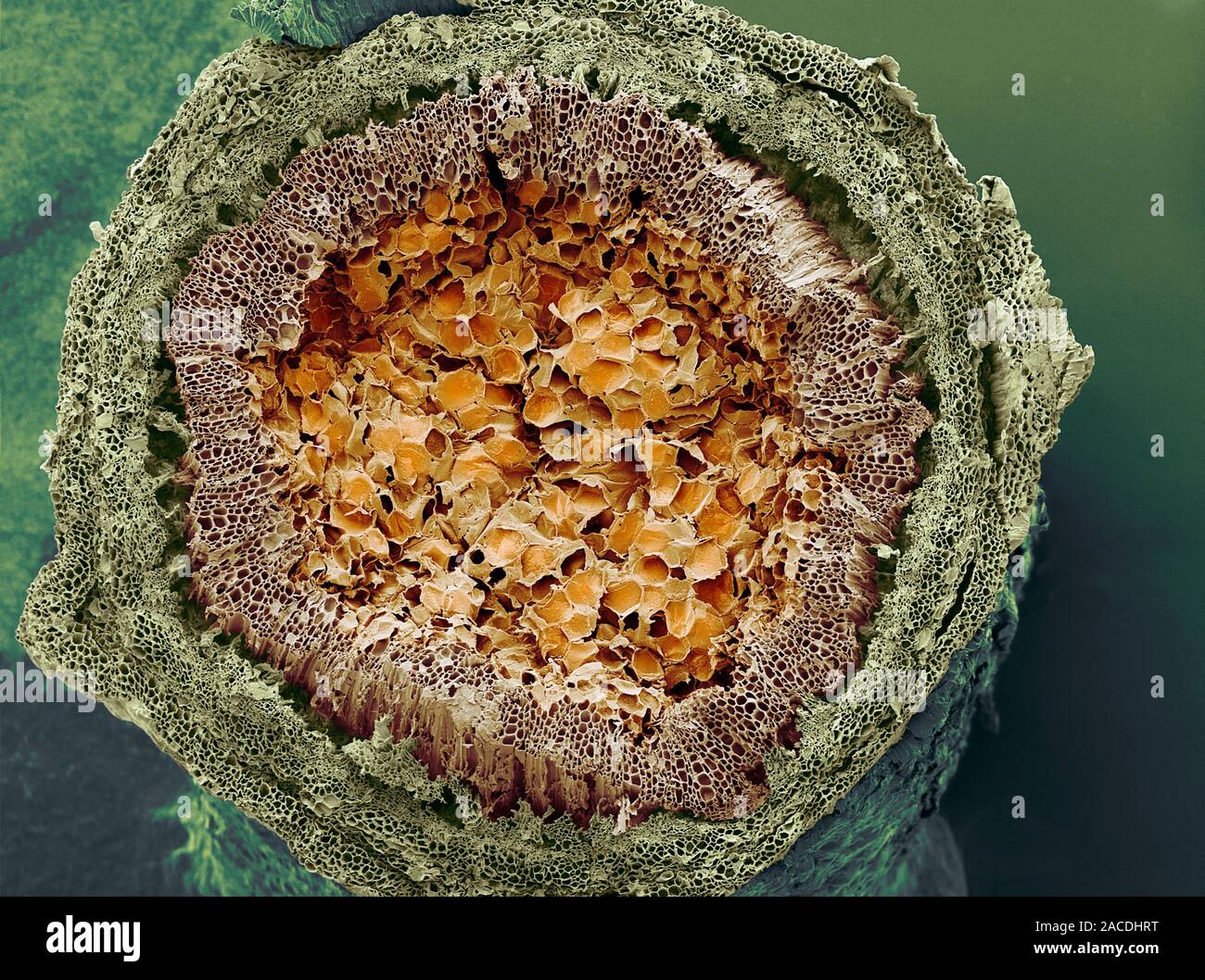 Root section. Coloured scanning electron micrograph (SEM) of a section ...