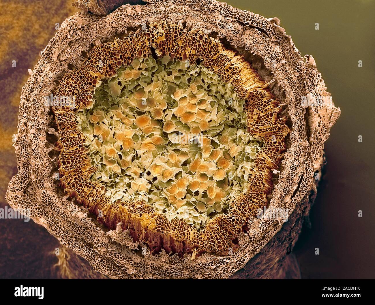Root section. Coloured scanning electron micrograph (SEM) of a section ...