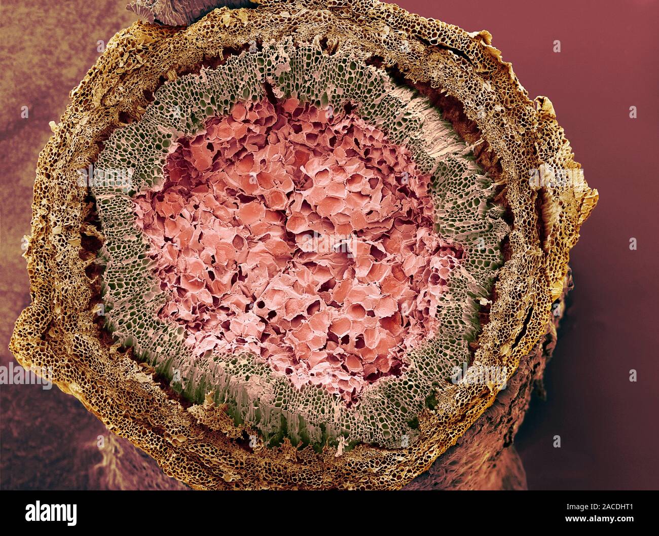 Root section. Coloured scanning electron micrograph (SEM) of a section ...