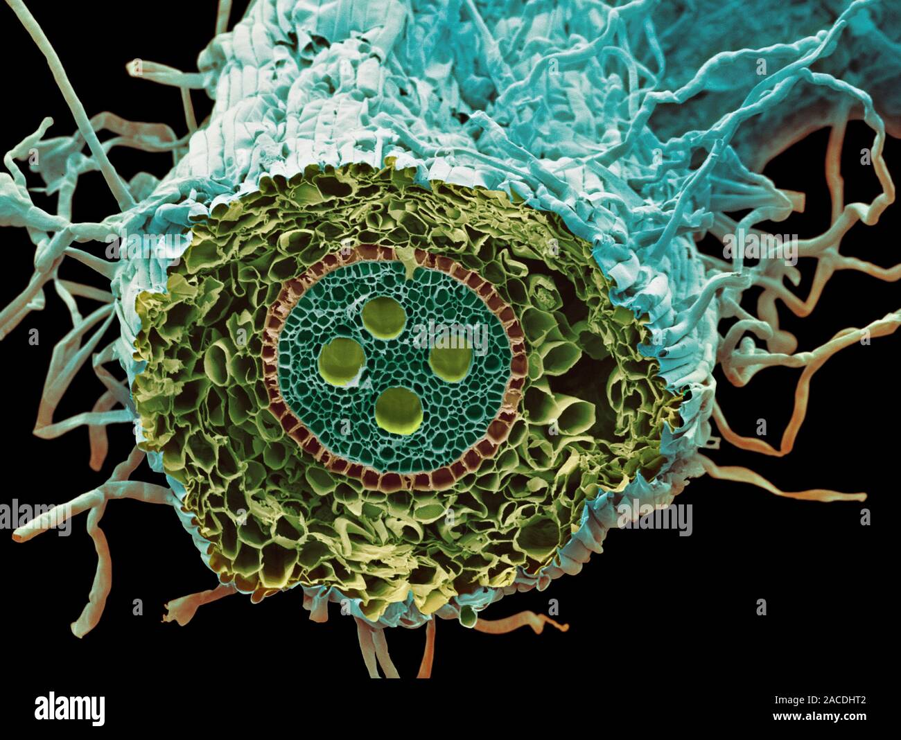 Root section. Coloured scanning electron micrograph (SEM) of a section ...