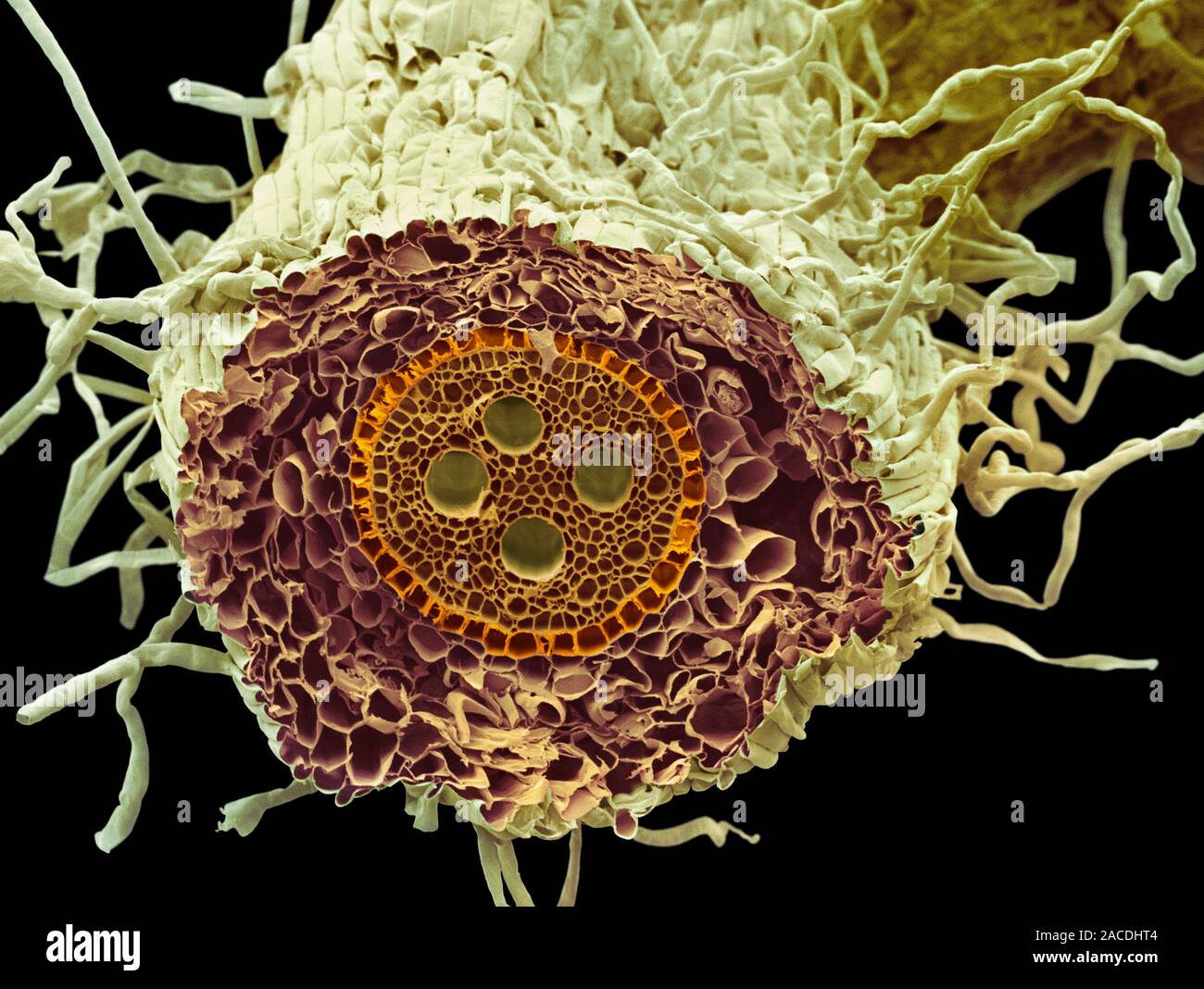 Root section. Coloured scanning electron micrograph (SEM) of a section ...