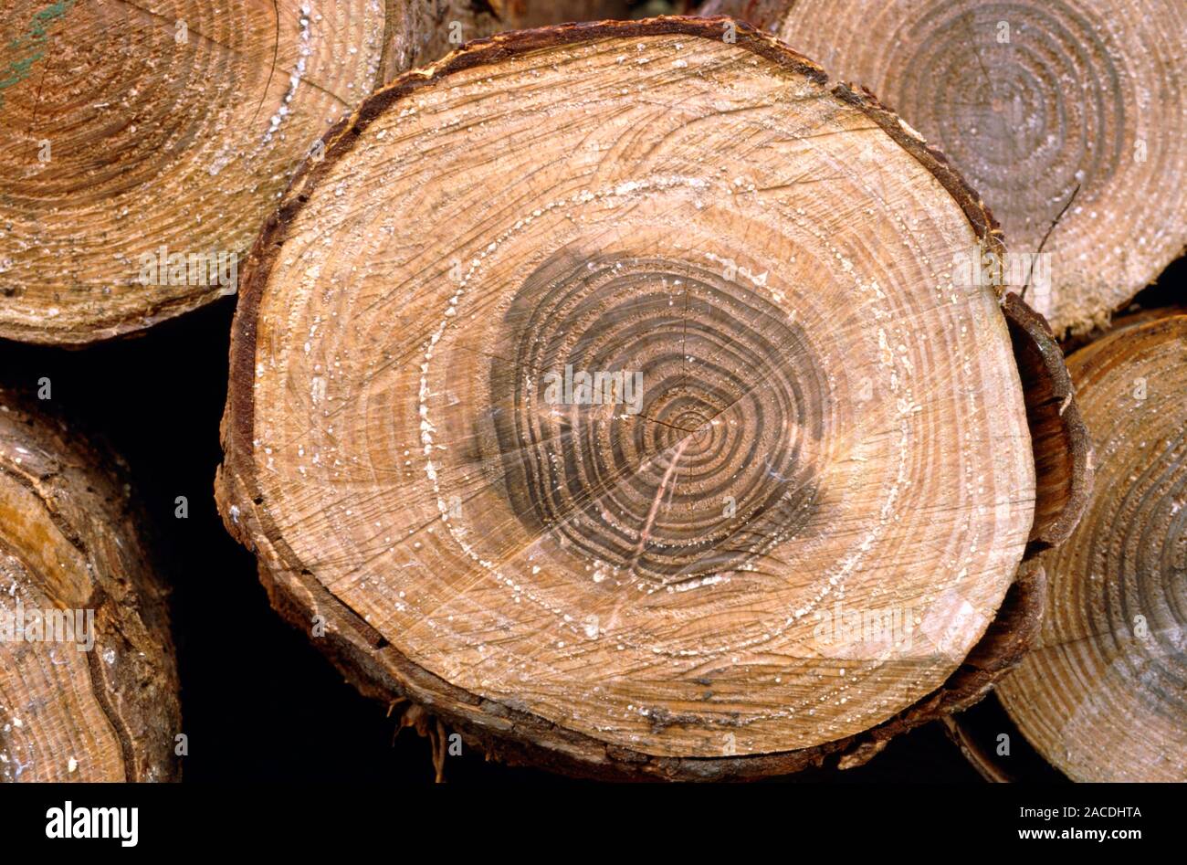 Freshly felled pine trees Pinus sp stacked on a forest floor in Wales ...
