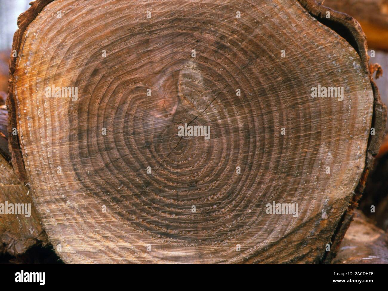 Freshly felled pine trees Pinus sp stacked on a forest floor in Wales ...