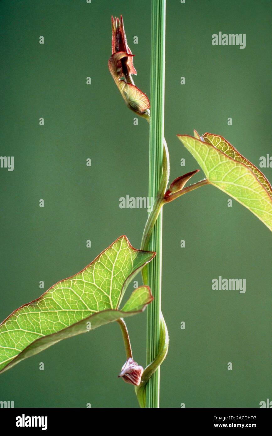 Growth of a bindweed stem, Convolvulus sp, showing the spiral growth of ...