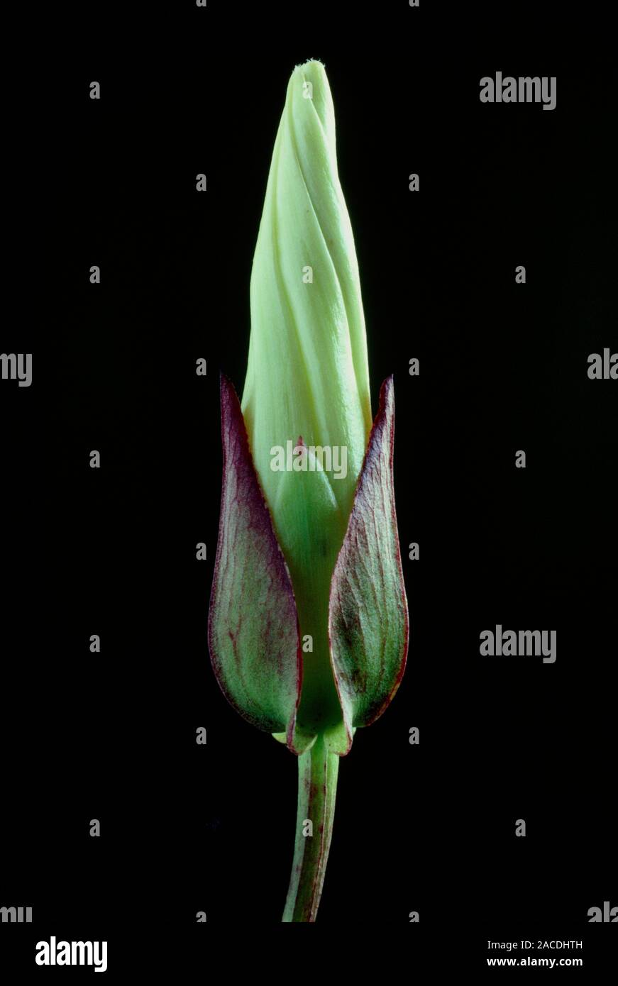 Macrophotograph of the growing, apical stem of the bindweed ...