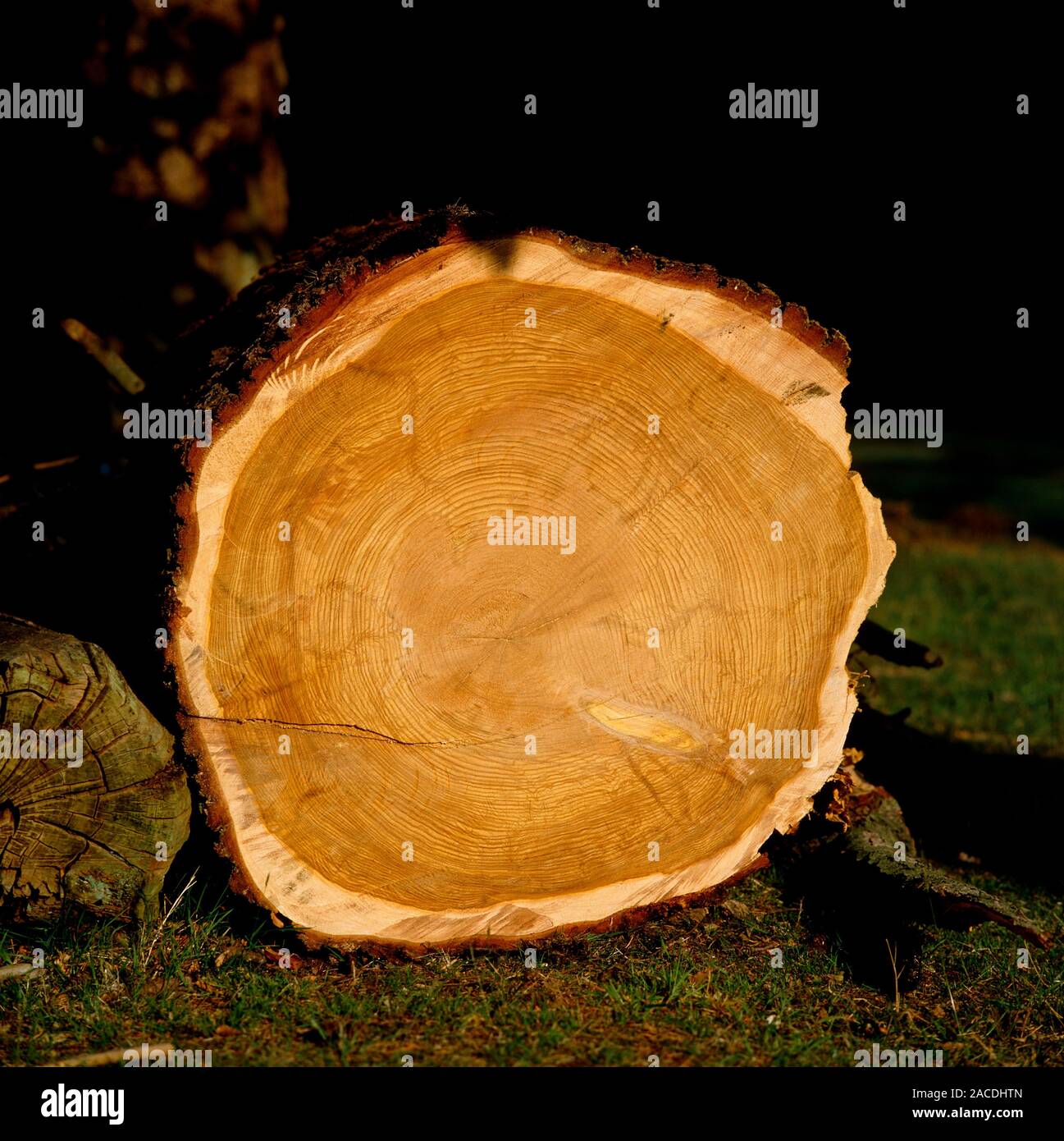 Cross section through the trunk of a hardwood, Quercus robur, the ...