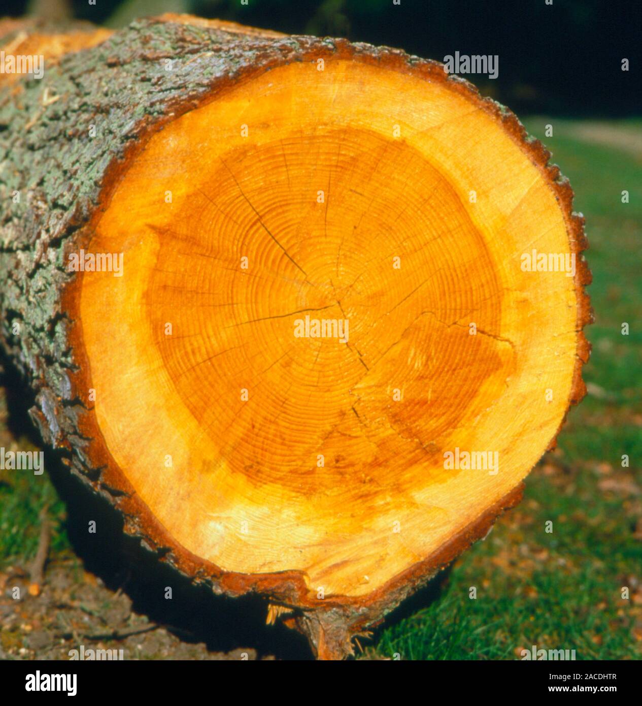 Cross-section through the trunk of a hardwood, Quercus robur, the ...