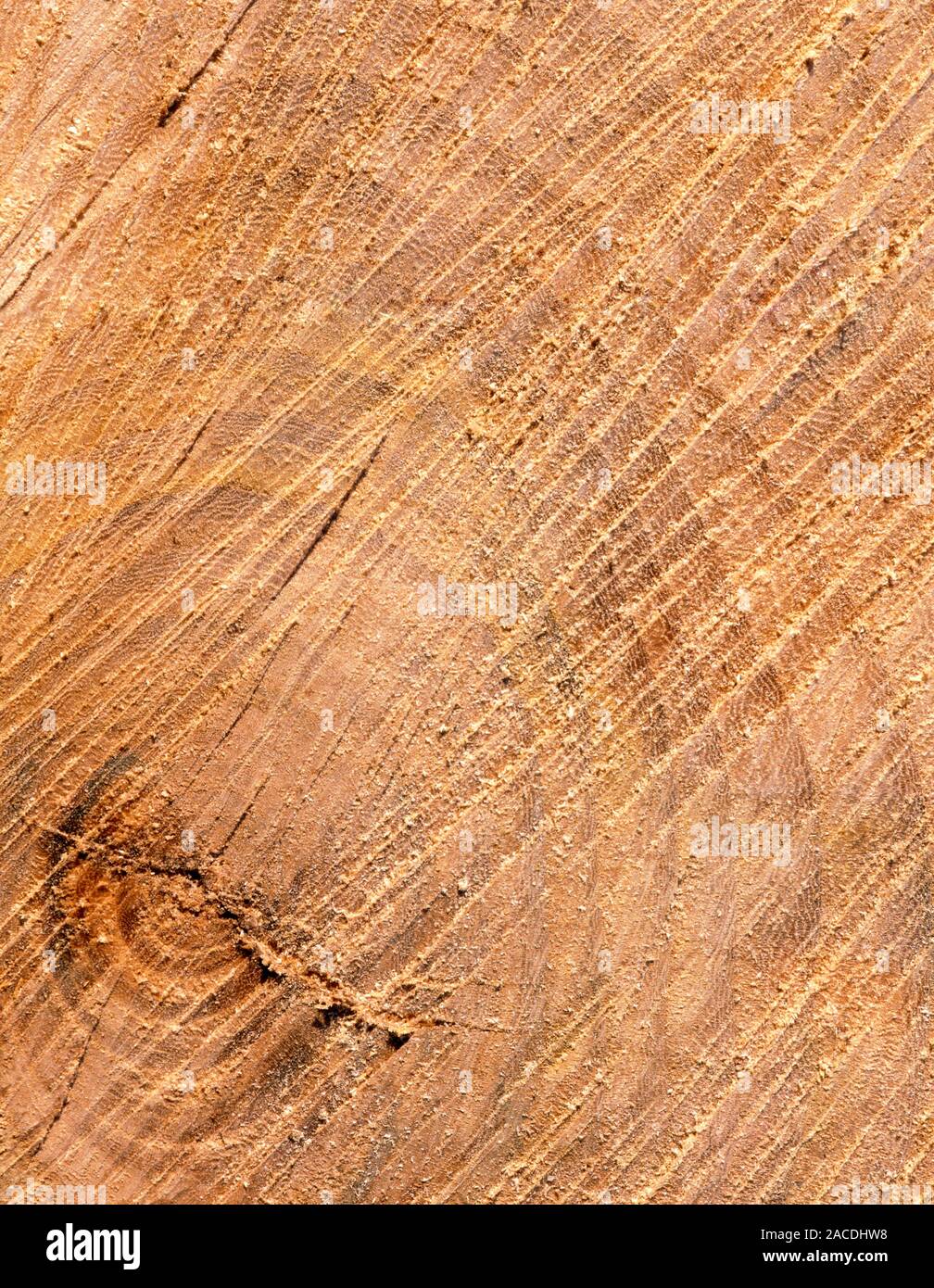 Cross-section through the heartwood of an elm tree, Ulmus sp., showing ...