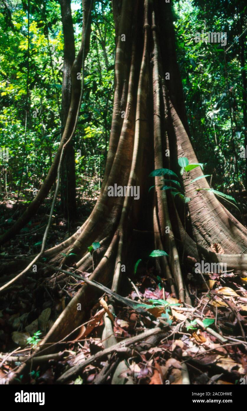 The butressed trunk of a tree in the rain forest of southern Trinidad ...