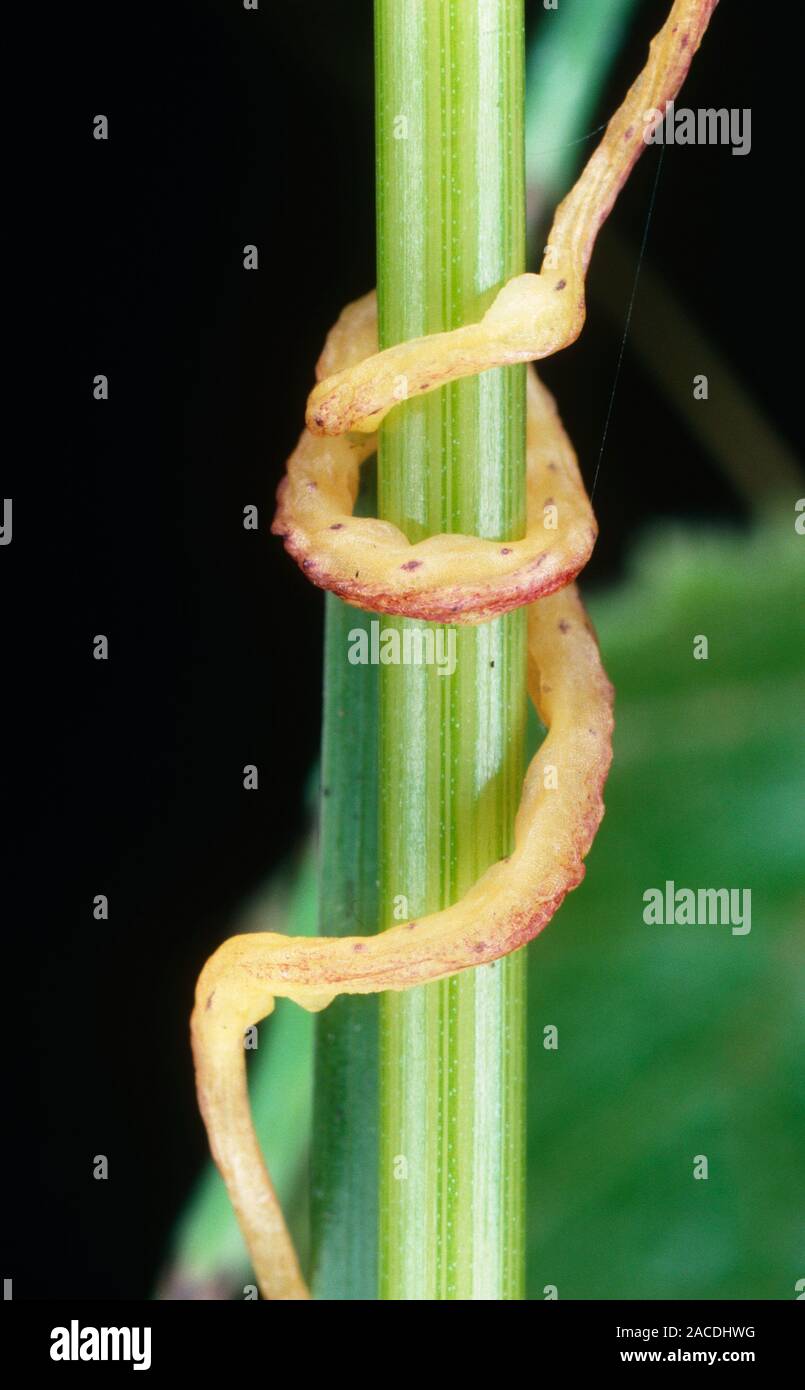 A stem entwined with dodder, Cuscuta americana. This is a parasitic non ...
