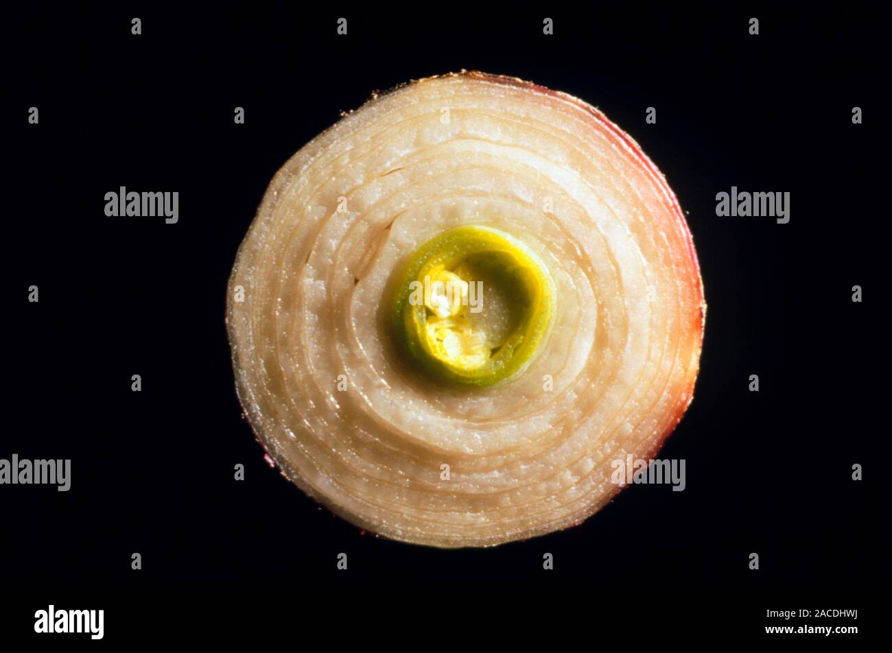 Cross-section of a hyacinth bulb (Hyacinthus orientalis). A bulb is a ...